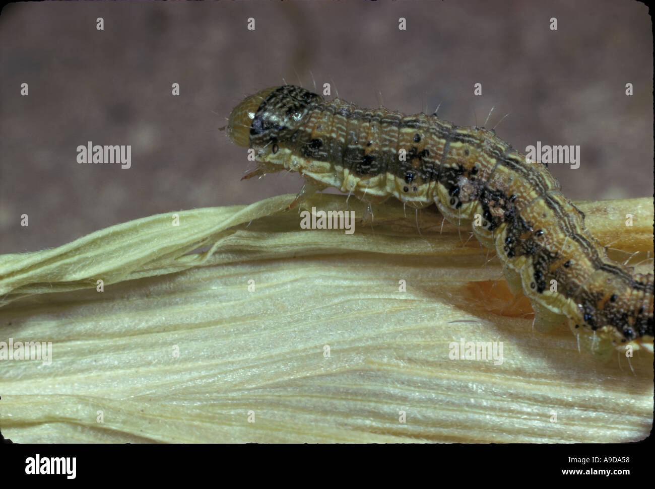 Corn worm hi-res stock photography and images - Alamy