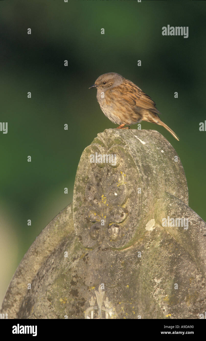 Dunnock gravestone hi-res stock photography and images - Alamy