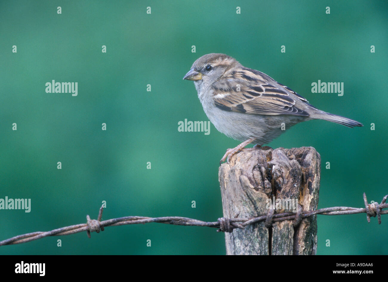 Female passer by hi-res stock photography and images - Alamy