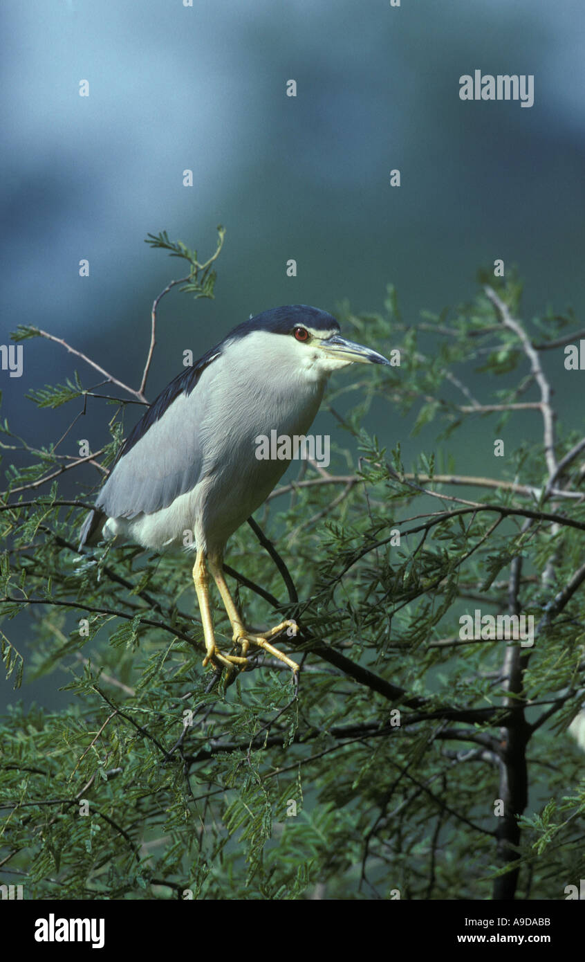 Nycticorax nycticorax night hi-res stock photography and images - Alamy