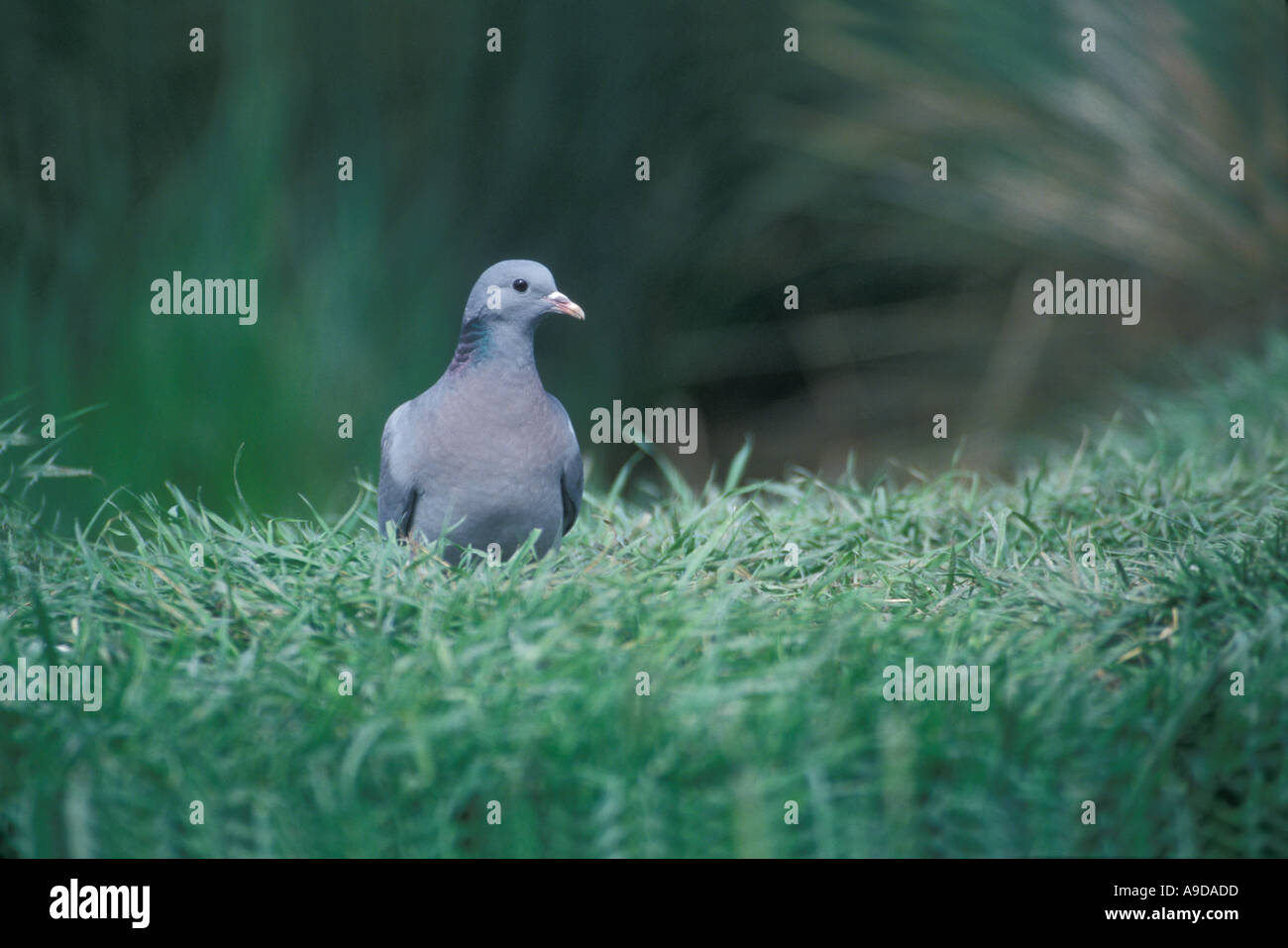 STOCK DOVE Columba oenas Stock Photo - Alamy