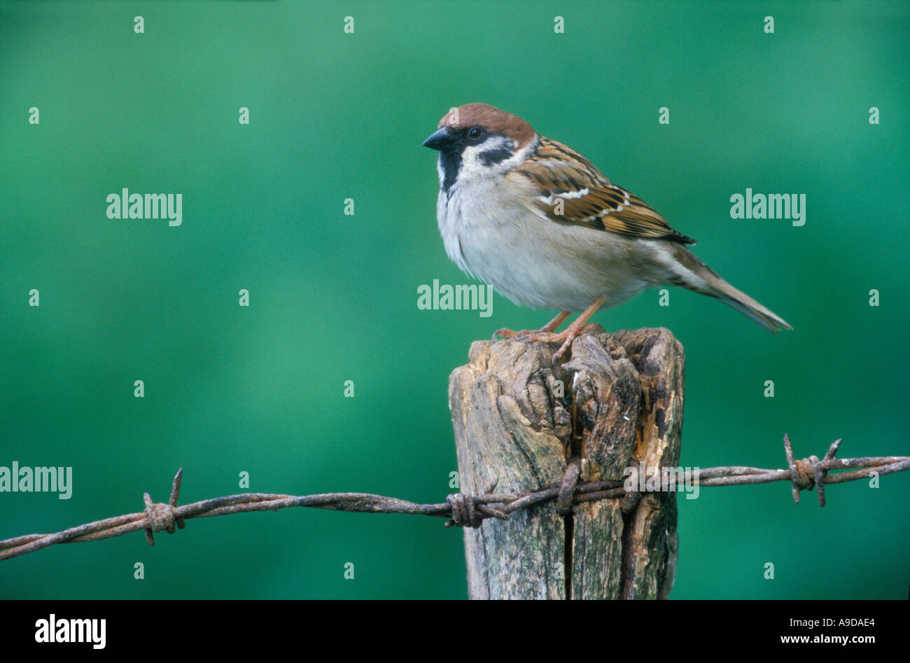 TREE SPARROW Passer montanus Stock Photo - Alamy