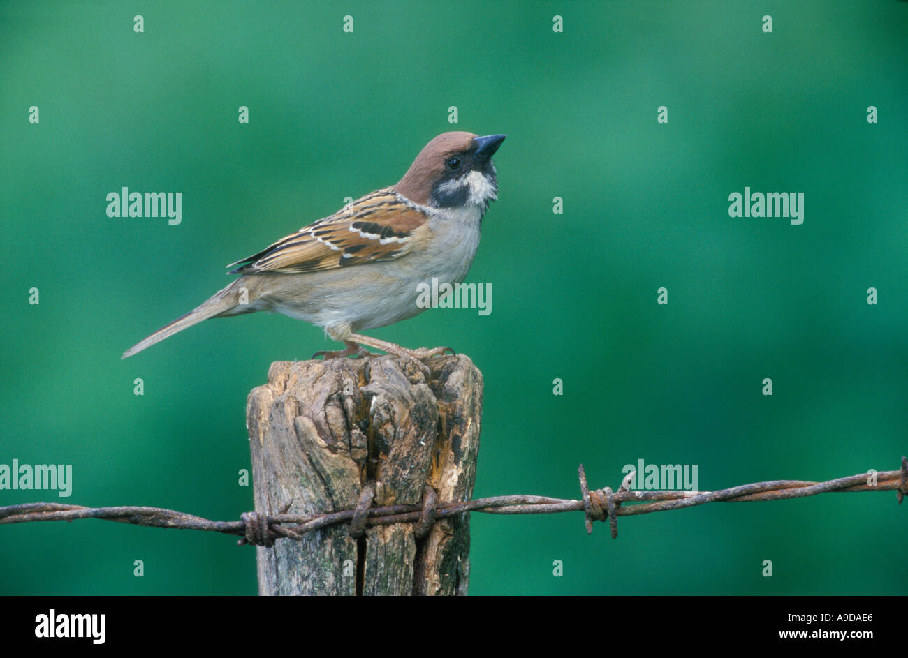 TREE SPARROW Passer montanus Stock Photo - Alamy