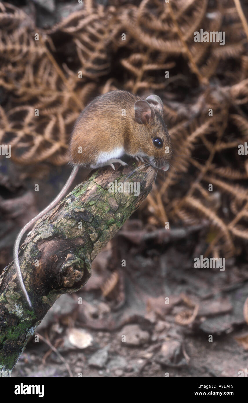 Yellow necked mouse uk hi-res stock photography and images - Alamy
