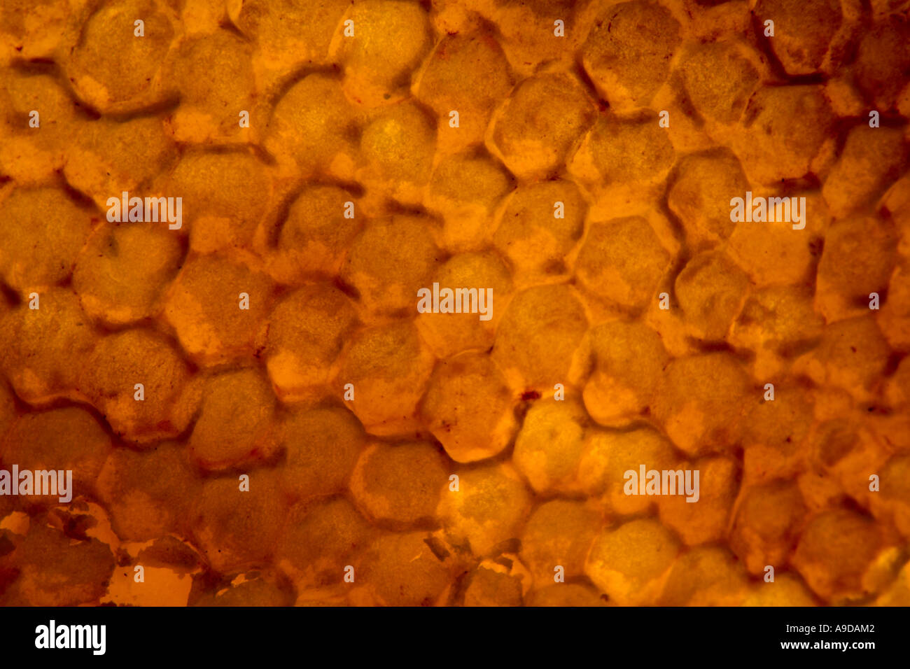 capped honey comb cells close up Stock Photo - Alamy