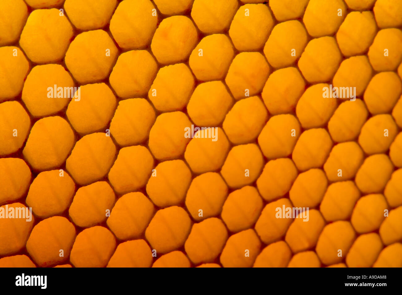 uncapped honey comb cells closeup Stock Photo - Alamy