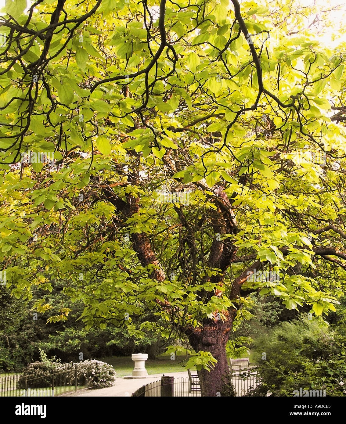 england london waterlow park highgate Stock Photo - Alamy
