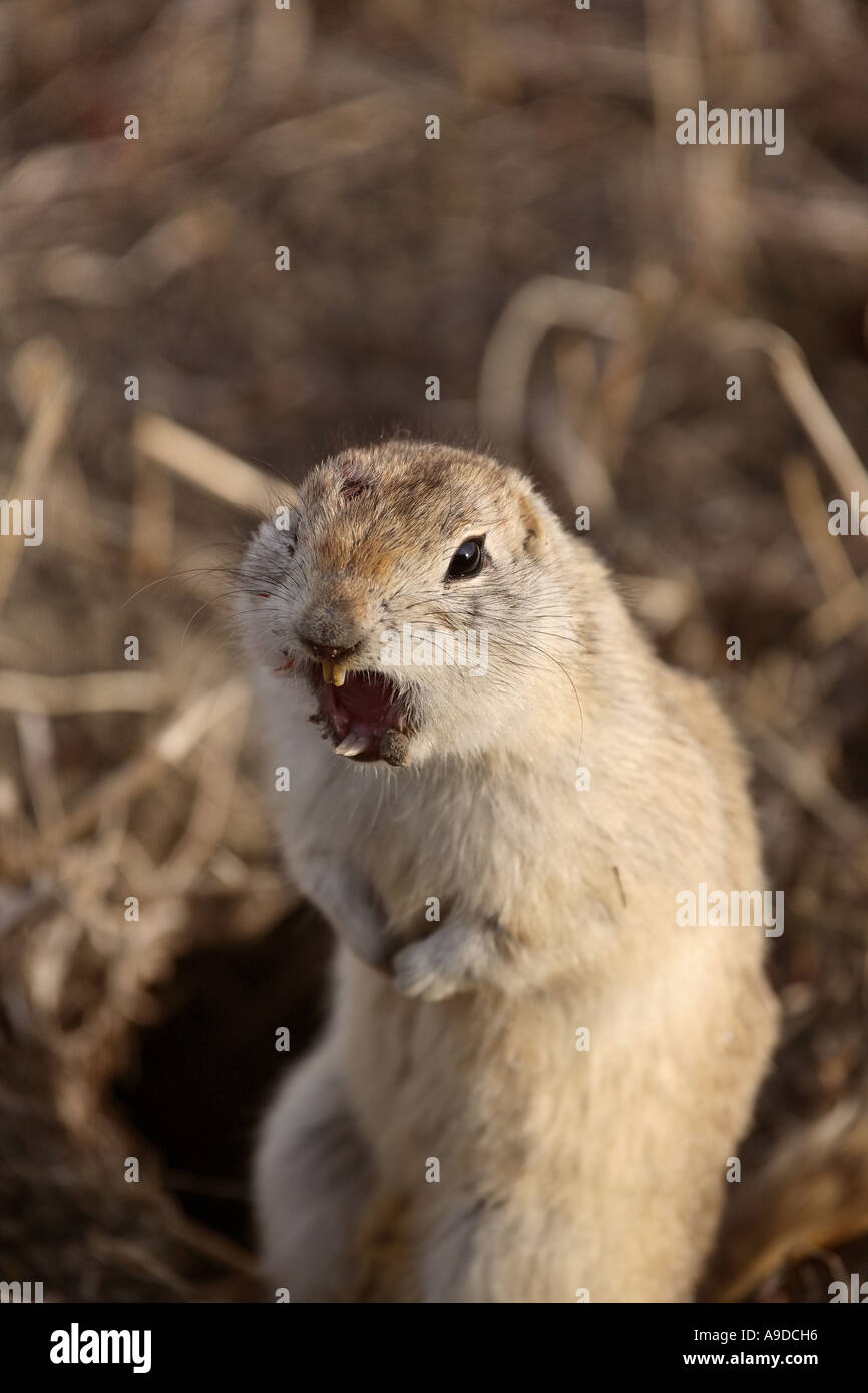 Squirrel angry hi-res stock photography and images - Alamy