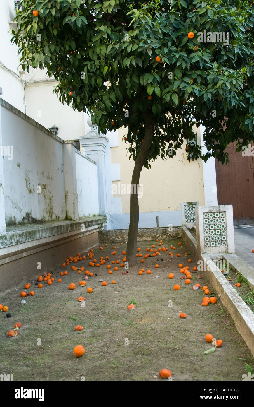 orange tree with fallen oranges around Stock Photo - Alamy