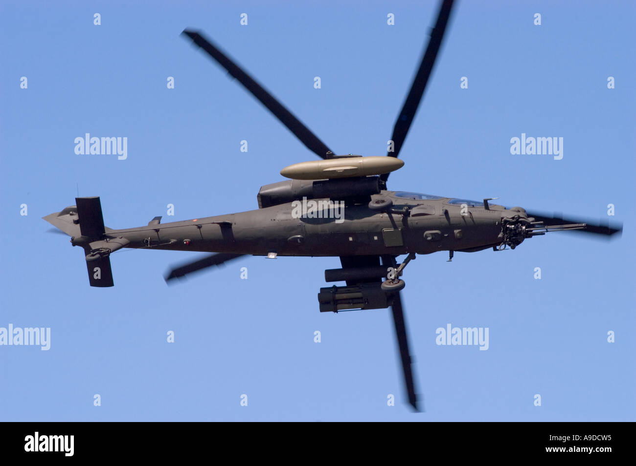 Mangusta hi-res stock photography and images - Alamy