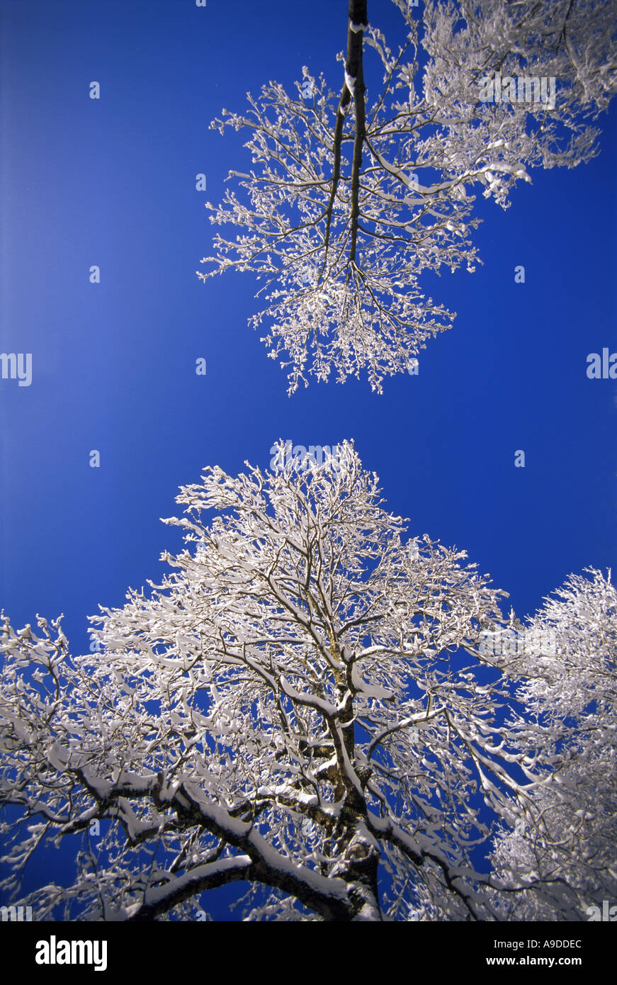 Flake of snow on trees in Garmisch Partenkirche bavaria germany ...