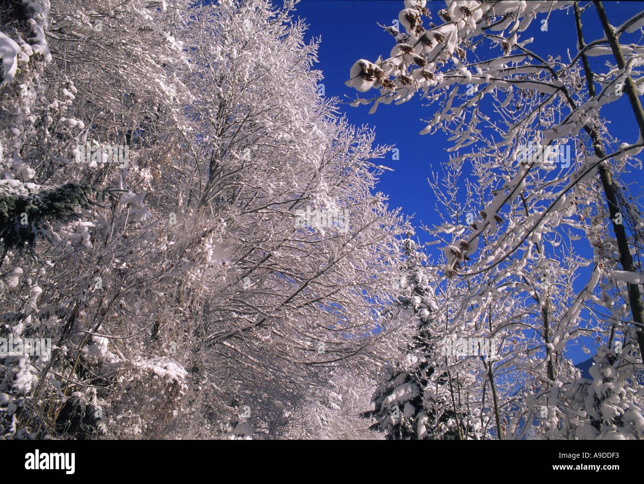 Flake of snow on trees in Garmisch Partenkirche bavaria germany ...