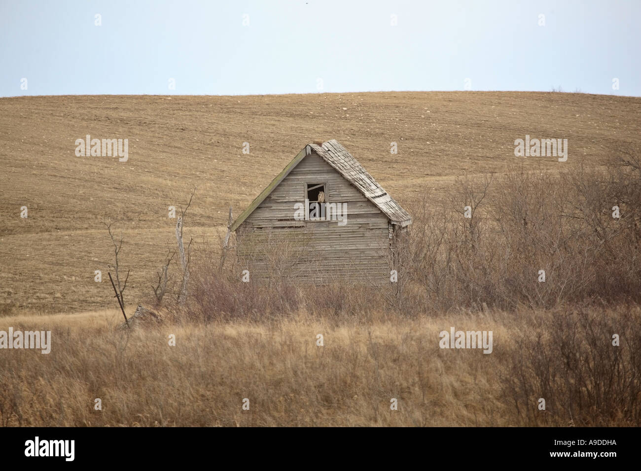 Great Horned Owl in the window of an old farm house in scenic ...