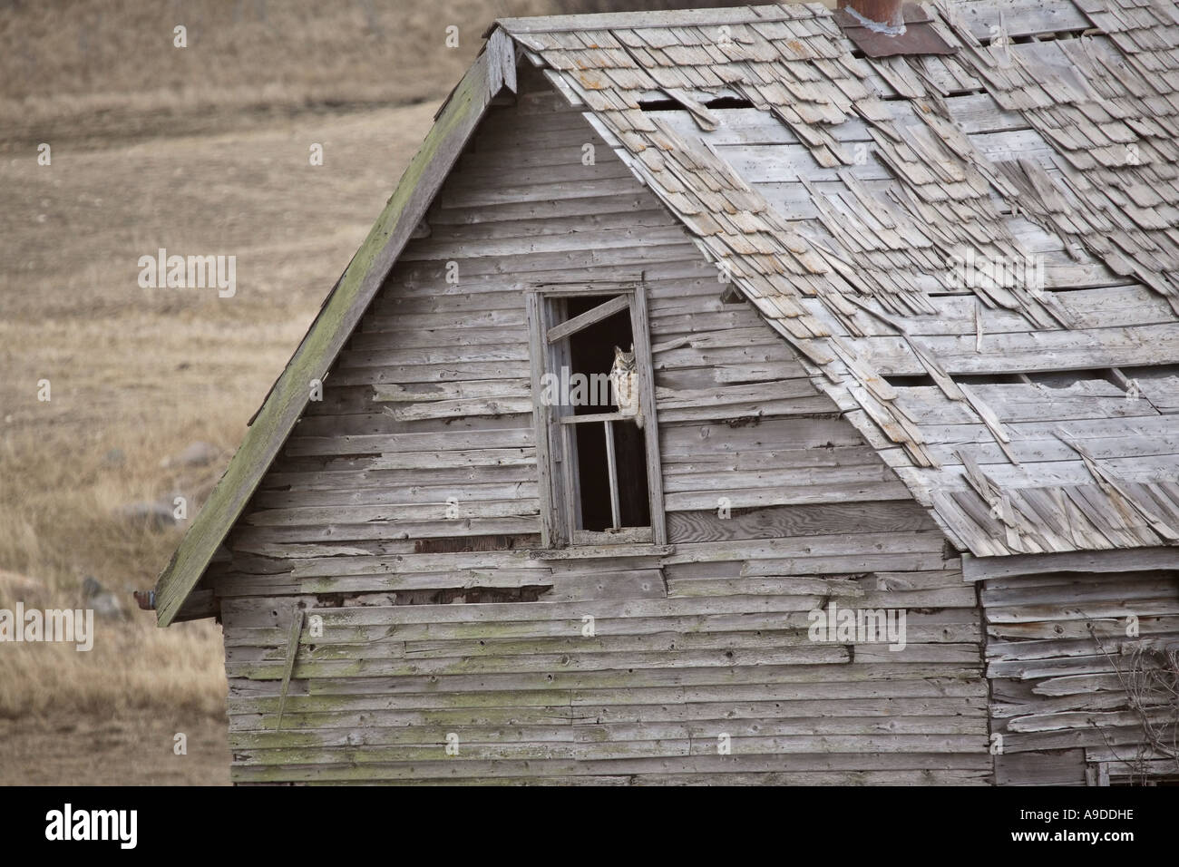 Great Horned Owl in the window of an old farm house Stock Photo - Alamy