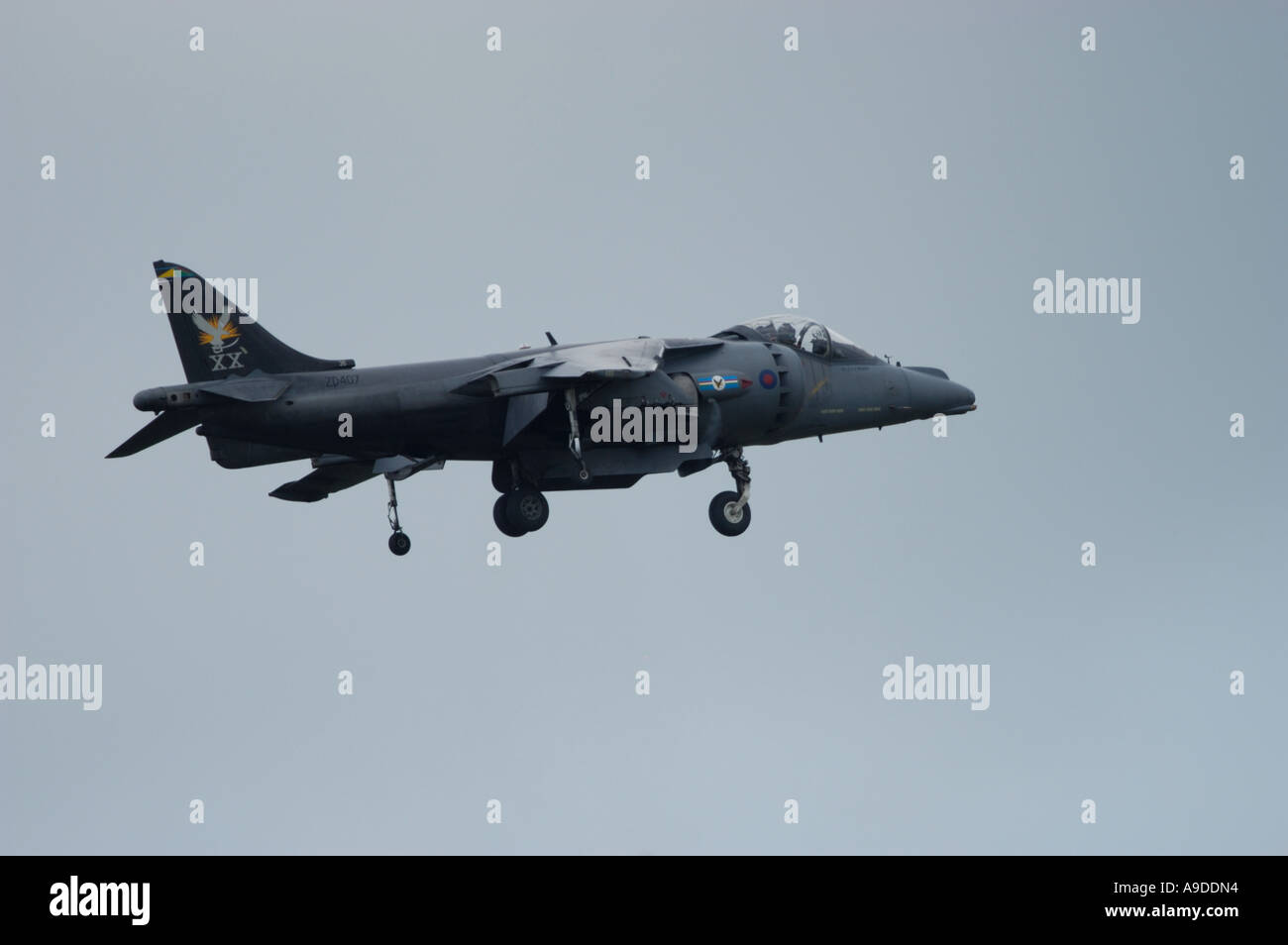 Harrier gr7 iraq war hi-res stock photography and images - Alamy