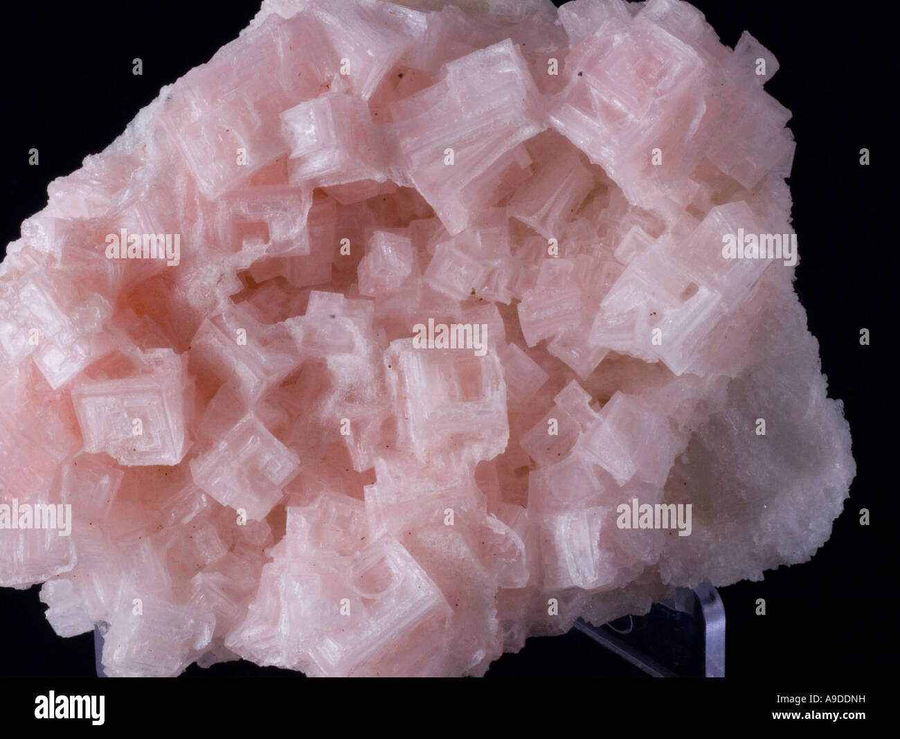 studio shot of Pink Halite Stock Photo - Alamy