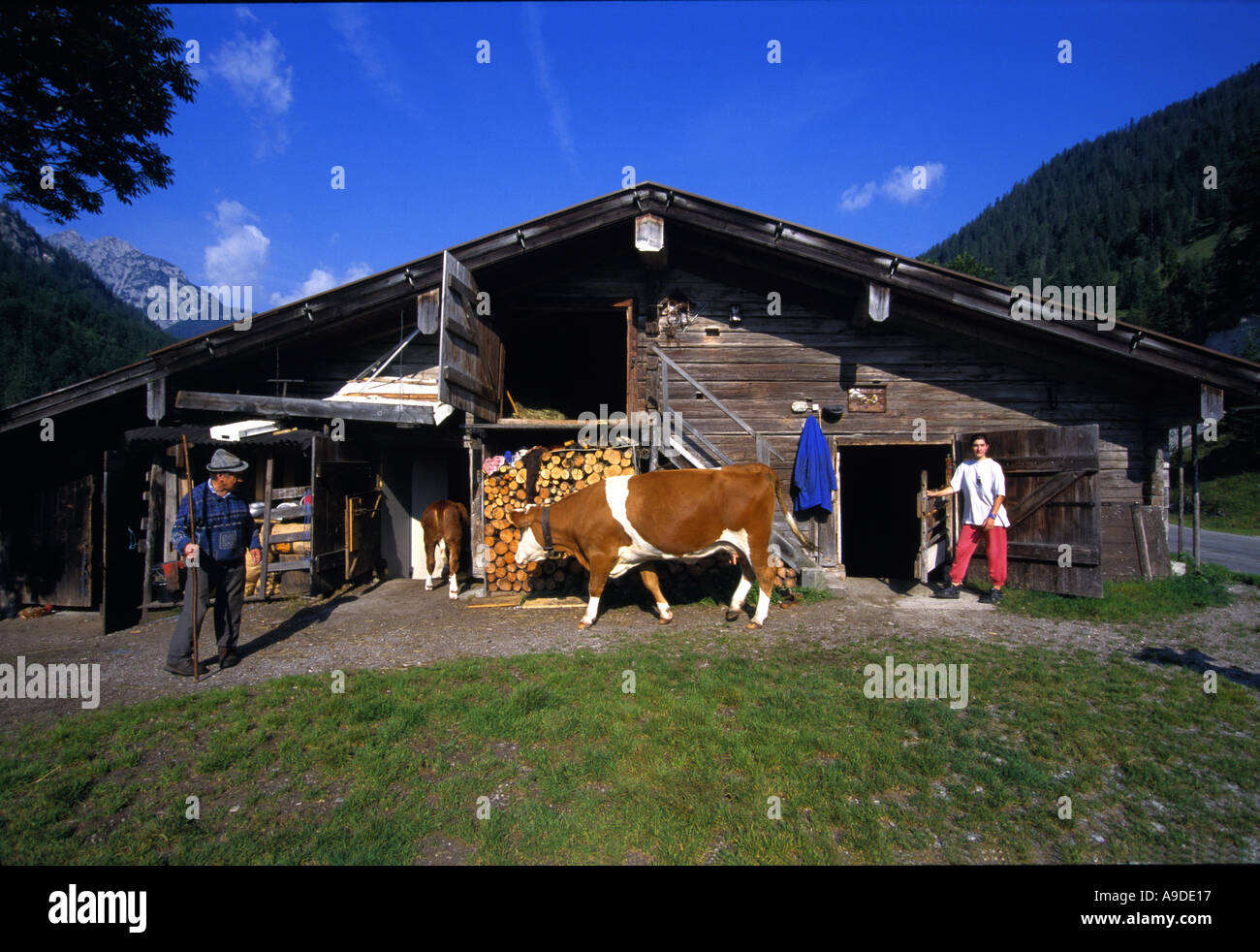Cattles going back to farm house lifestyle Stock Photo - Alamy