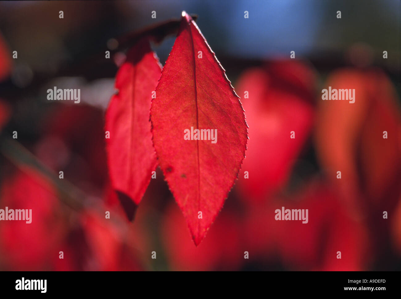 Falling leaves moon hi-res stock photography and images - Alamy