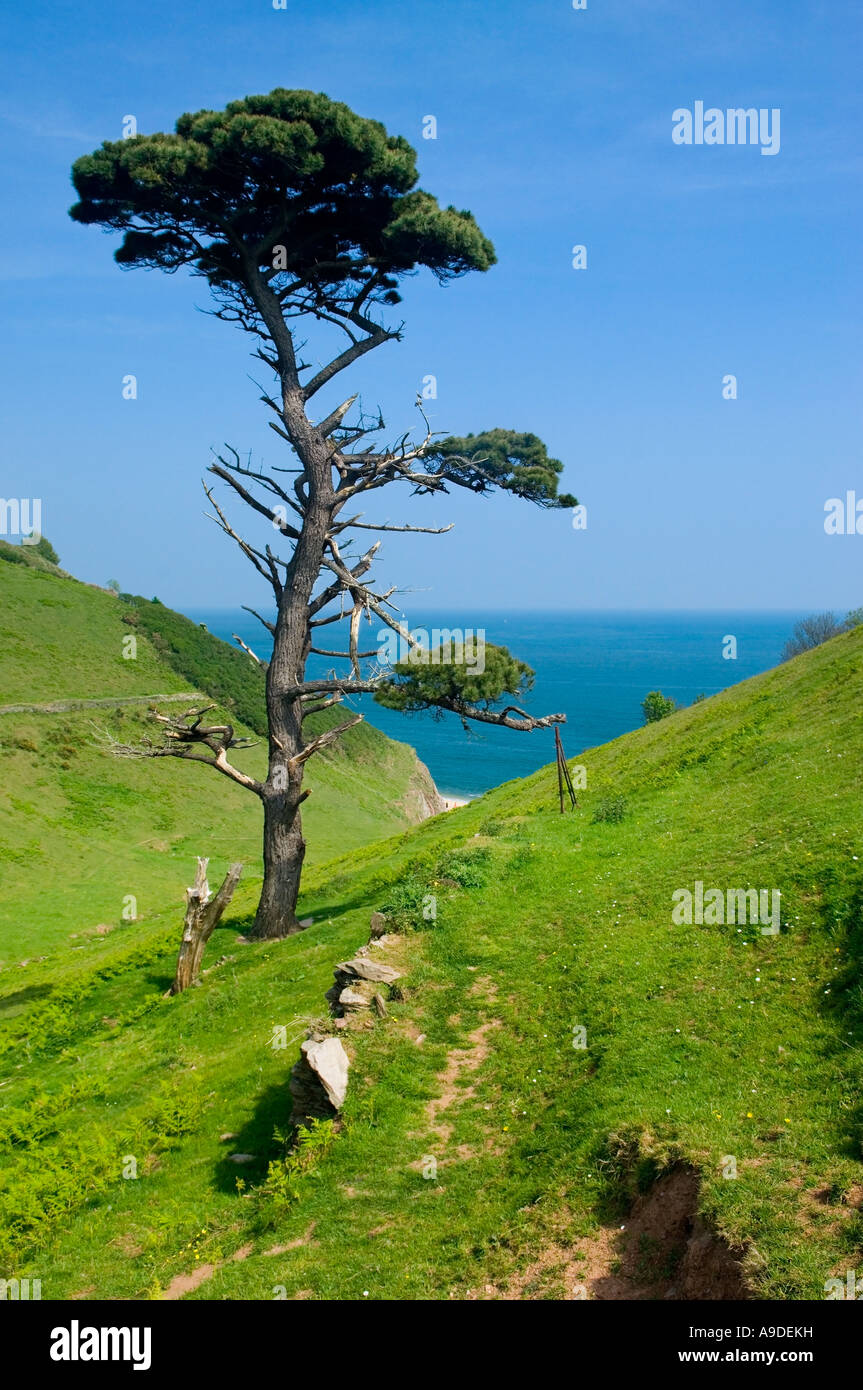 UK England Devon single tree in the countryside at Blackpool Sands ...