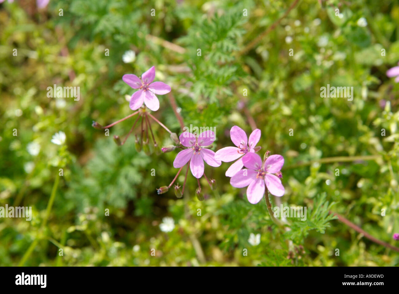 Geranium endressi hi-res stock photography and images - Alamy