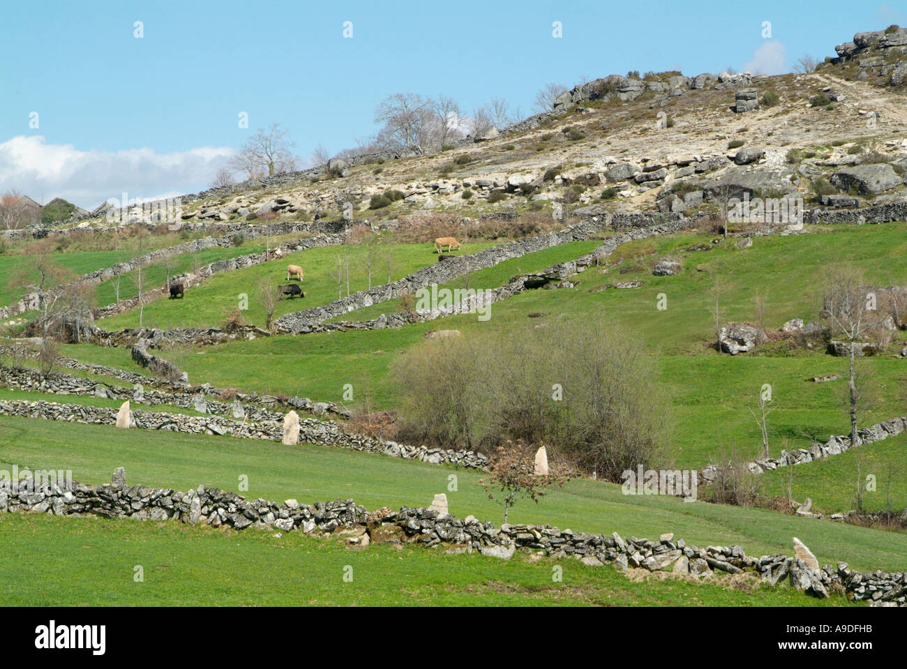 Agriculture fields in the north of Portugal Stock Photo - Alamy