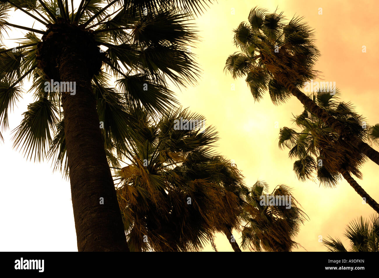 Palm trees on sky hi-res stock photography and images - Alamy