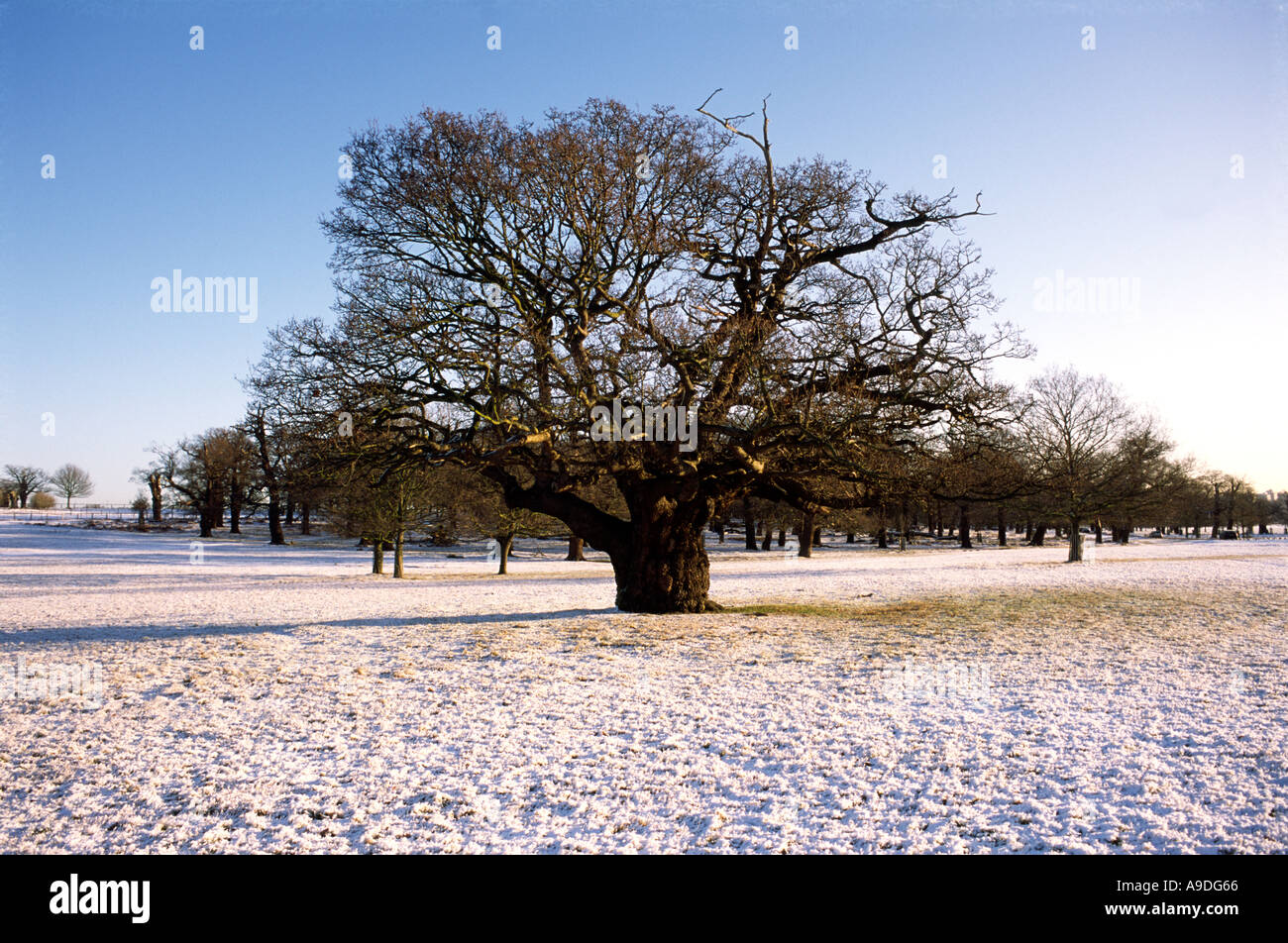 Surrey England. Old oak tree in winter Stock Photo - Alamy