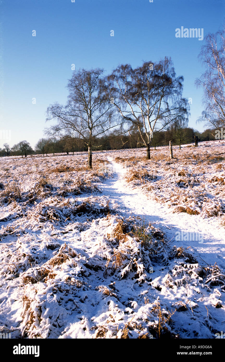 Oak trees of old england hi-res stock photography and images - Alamy