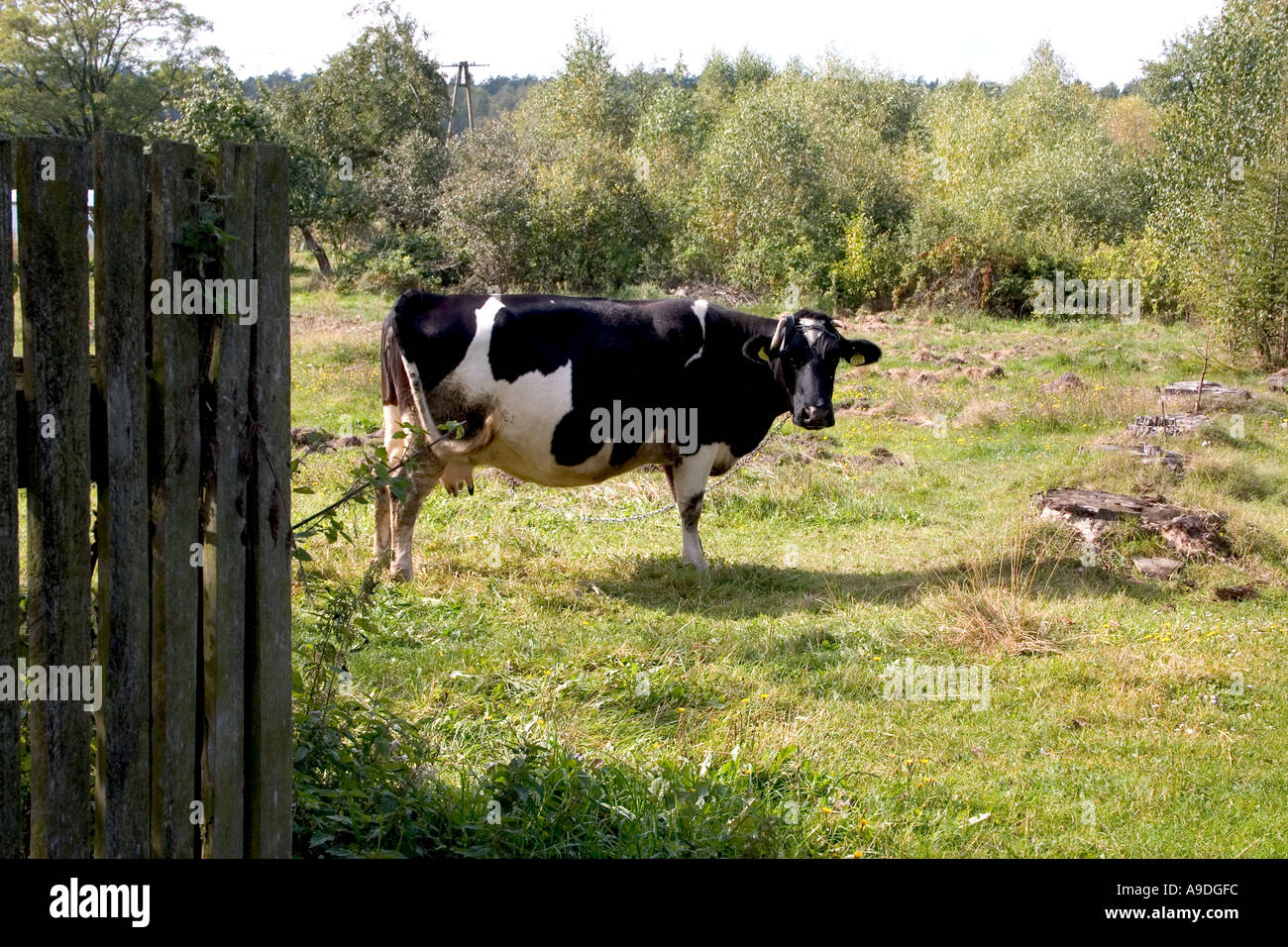 Polish farm hi-res stock photography and images - Alamy