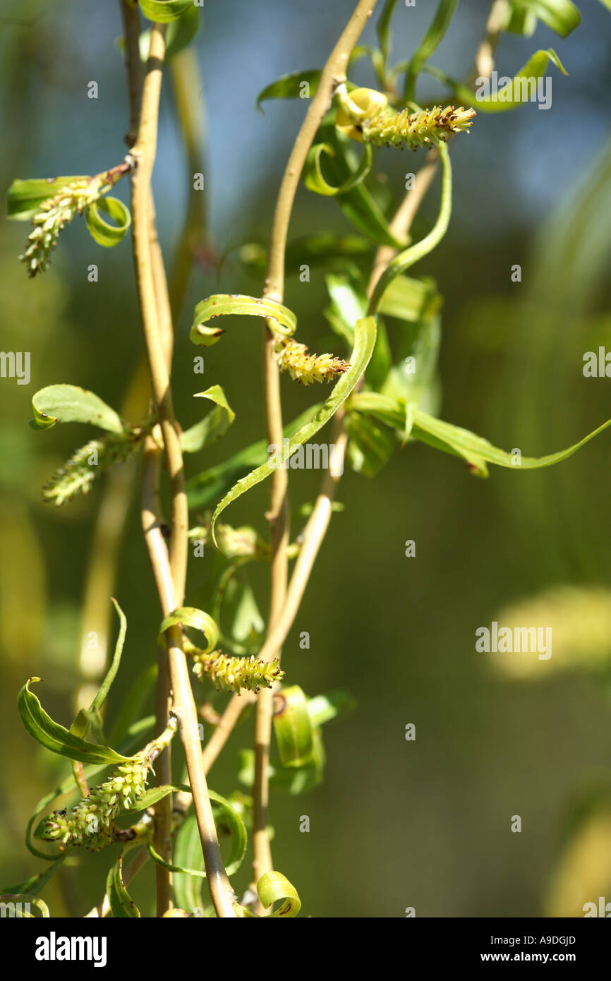 Hankow Willow Golden Curls Salix Matsudana Stock Photo - Alamy
