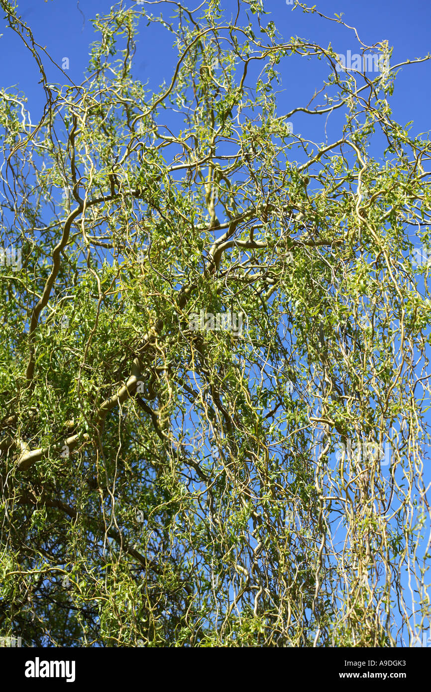 Hankow Willow Golden Curls Salix Matsudana Stock Photo - Alamy