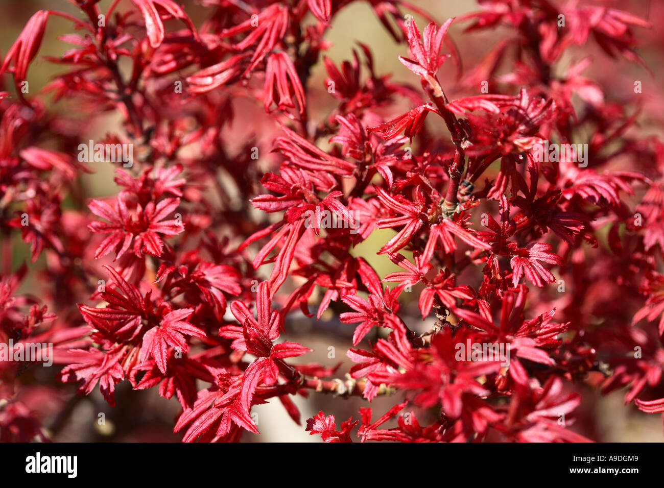 Japanese Maple Acer Palmatum 'Shaina' Aceraceae Stock Photo - Alamy