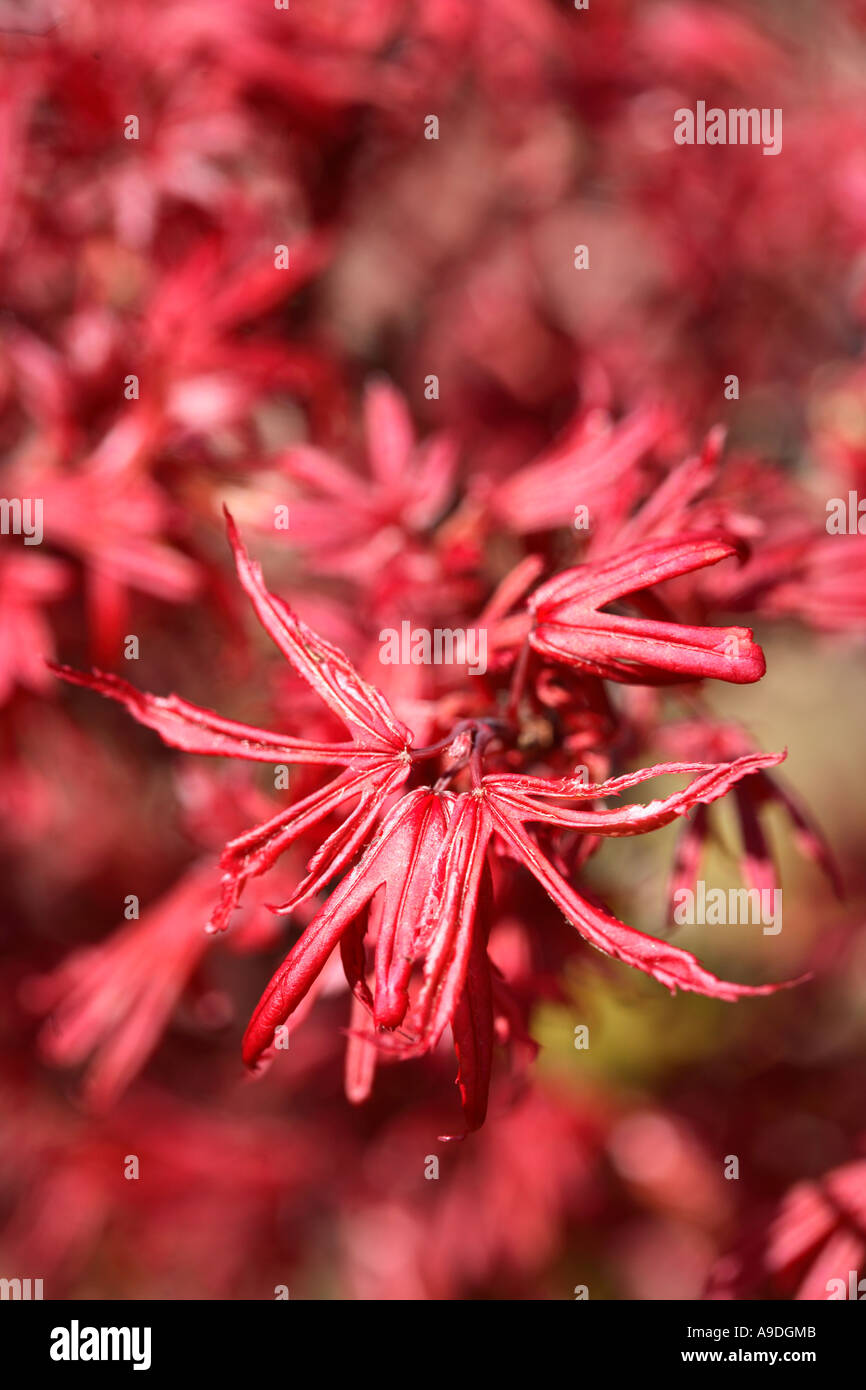 Japanese Maple Acer Palmatum 'Shaina' Aceraceae Stock Photo - Alamy