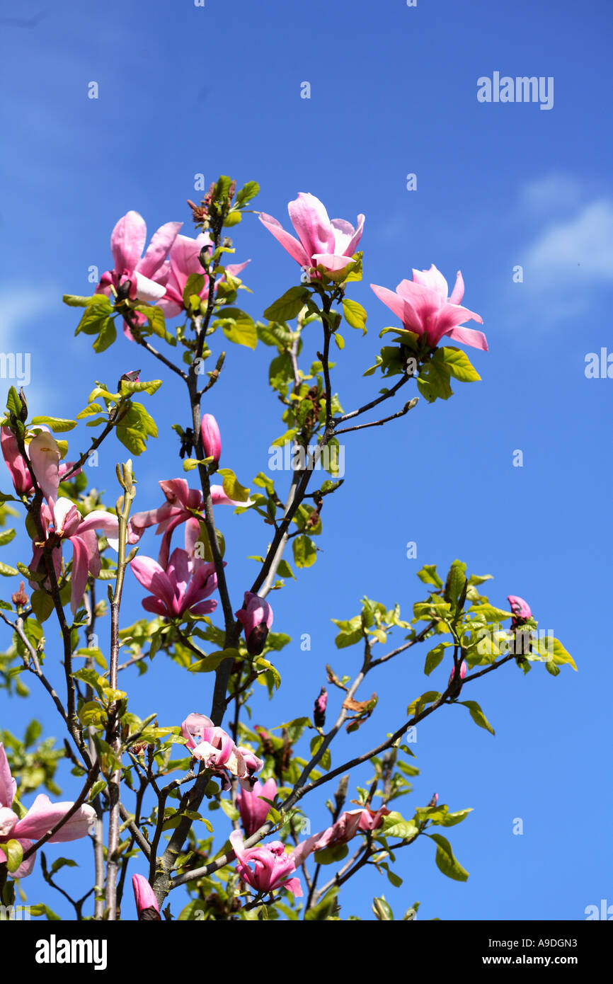 Magnolia galaxy hi-res stock photography and images - Alamy