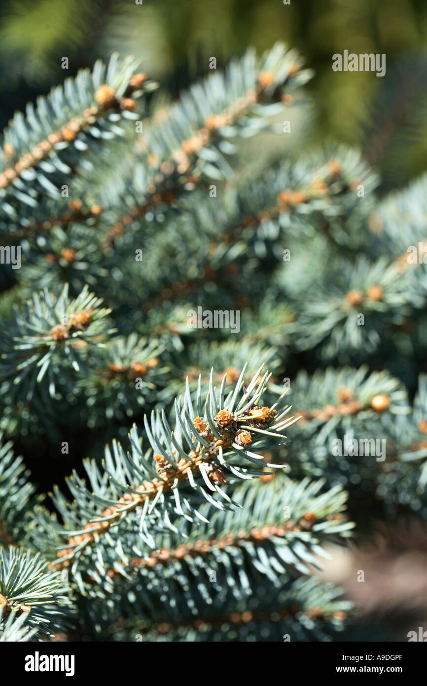 Colorado Spruce 'Globosa Nana' Picea pungens Stock Photo - Alamy