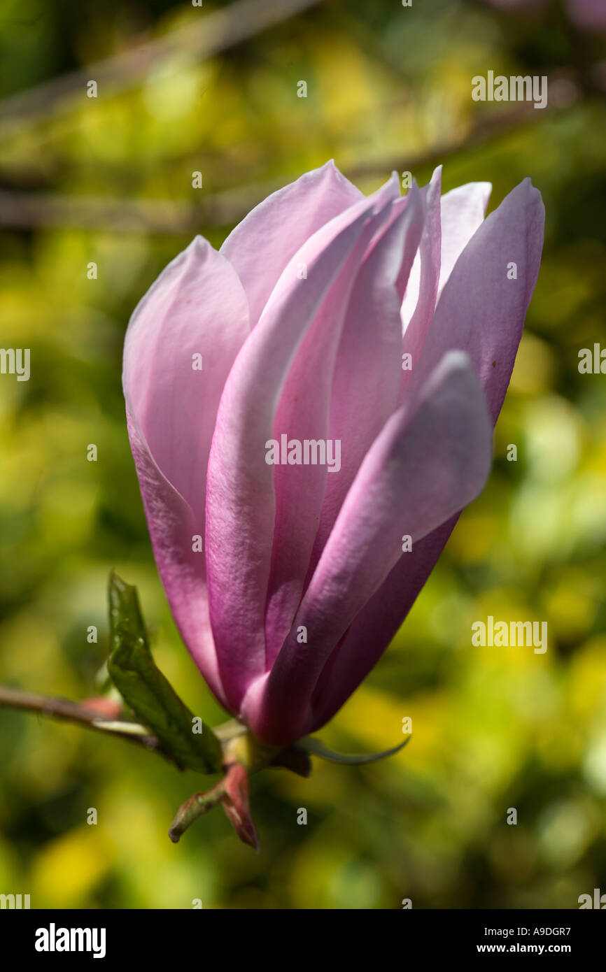 Susan magnolia hi-res stock photography and images - Alamy