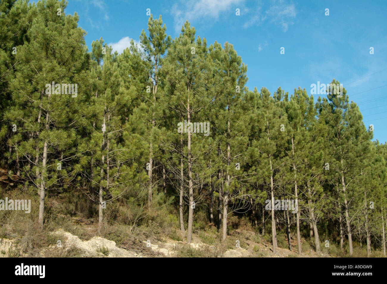 Portuguese pine wood forest Stock Photo - Alamy