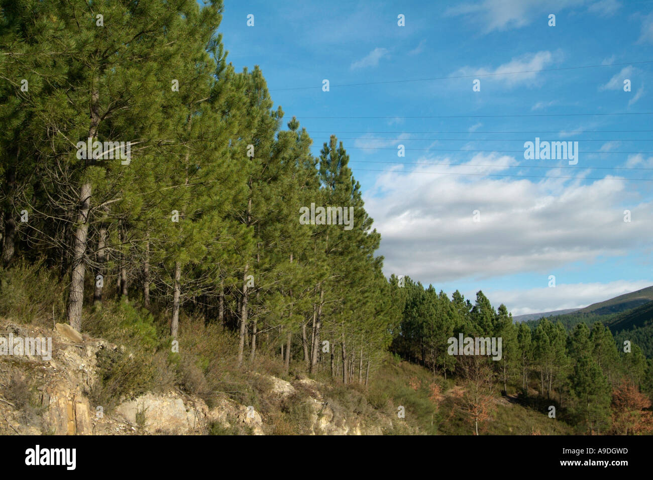 Portuguese pine wood forest Stock Photo - Alamy