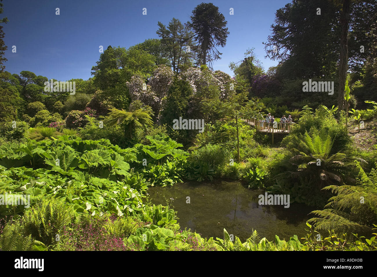 The jungle walk at the Lost Gardens of Heligan Stock Photo - Alamy