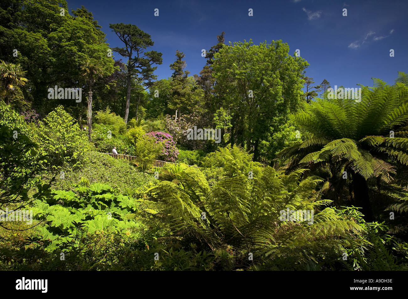 The hidden gardens of heligan hi-res stock photography and images - Alamy
