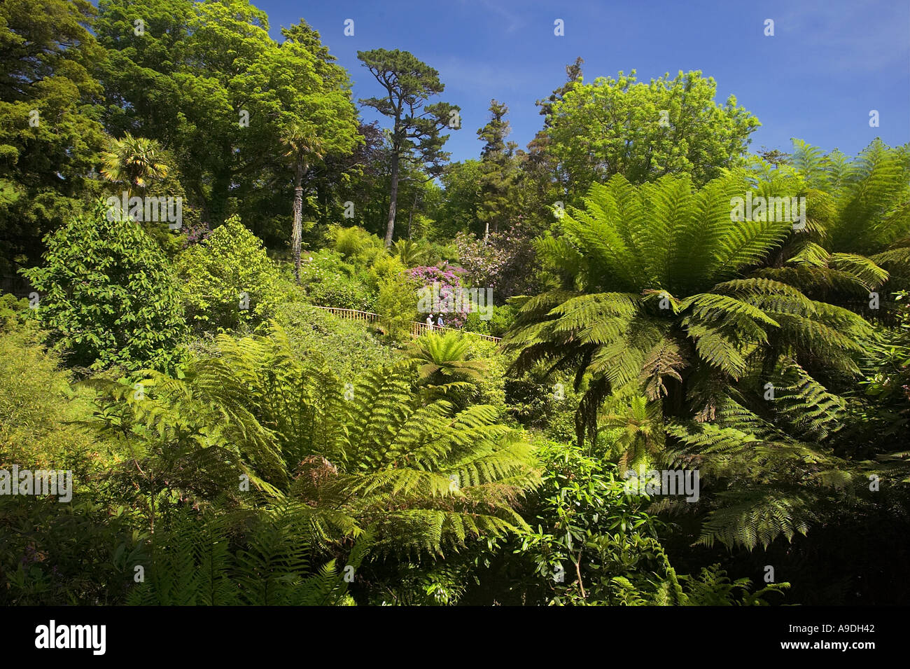 The hidden gardens of heligan hi-res stock photography and images - Alamy