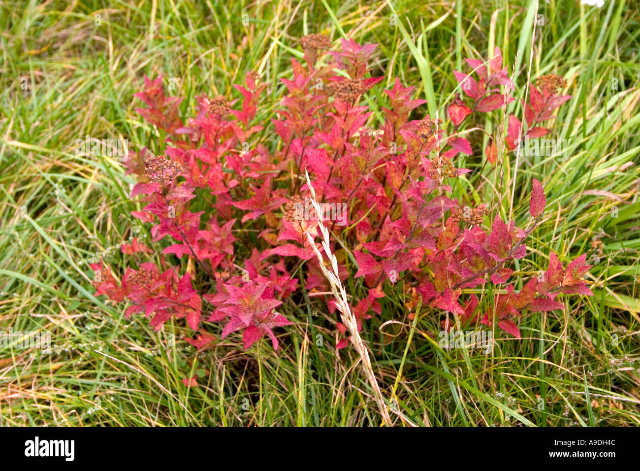 Polish meadow hi-res stock photography and images - Alamy