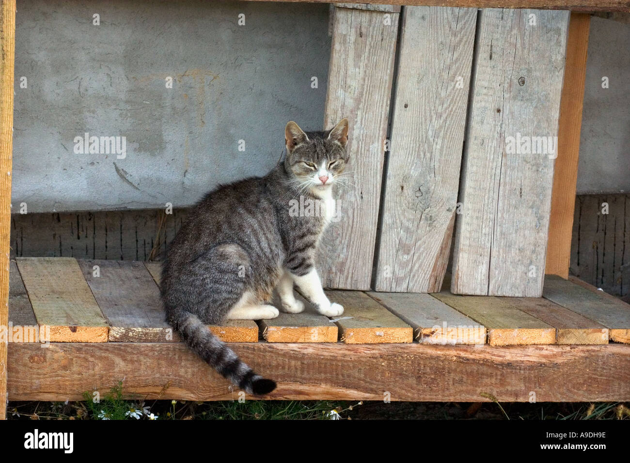 Polish Cat High Resolution Stock Photography and Images - Alamy