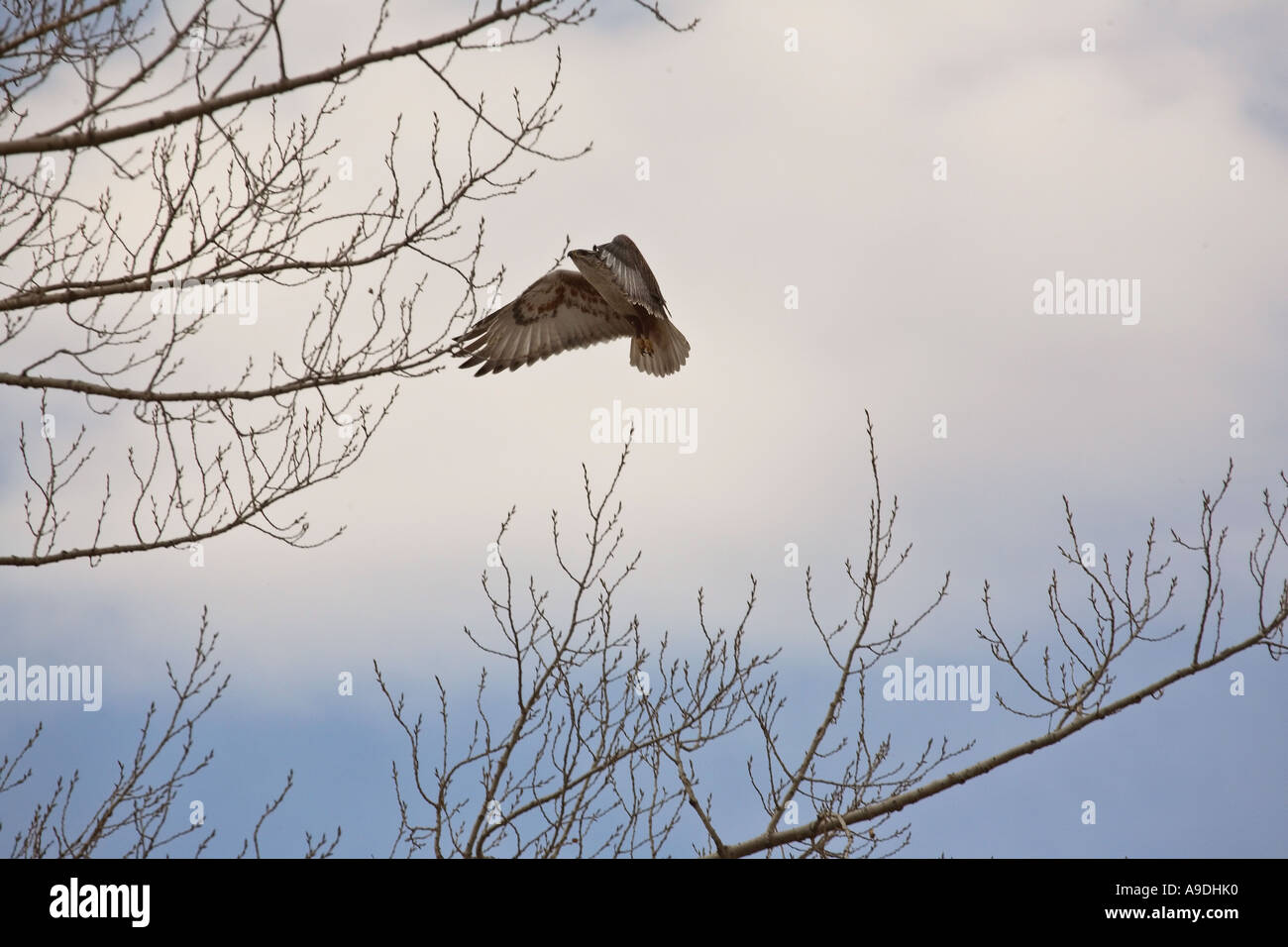 Ferruginous hawk in flight hi-res stock photography and images - Alamy