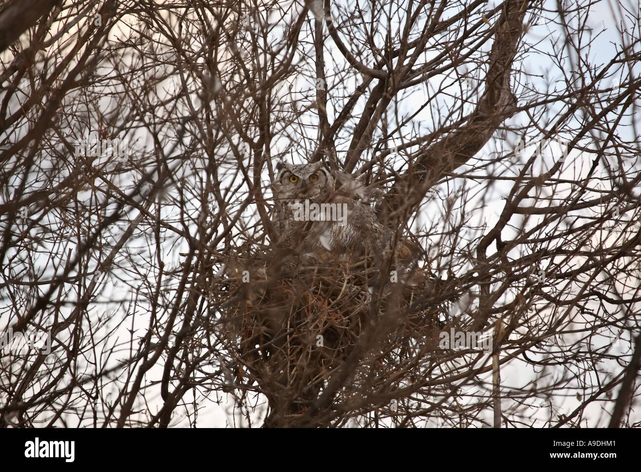 Great Horned Owl in nest in scenic Saskatchewan Canada Stock Photo - Alamy