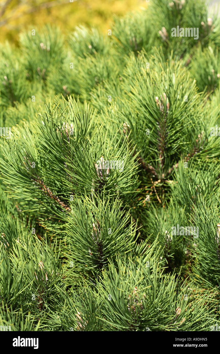 Austrian Pine 'Black Prince' Pinus nigra Stock Photo - Alamy
