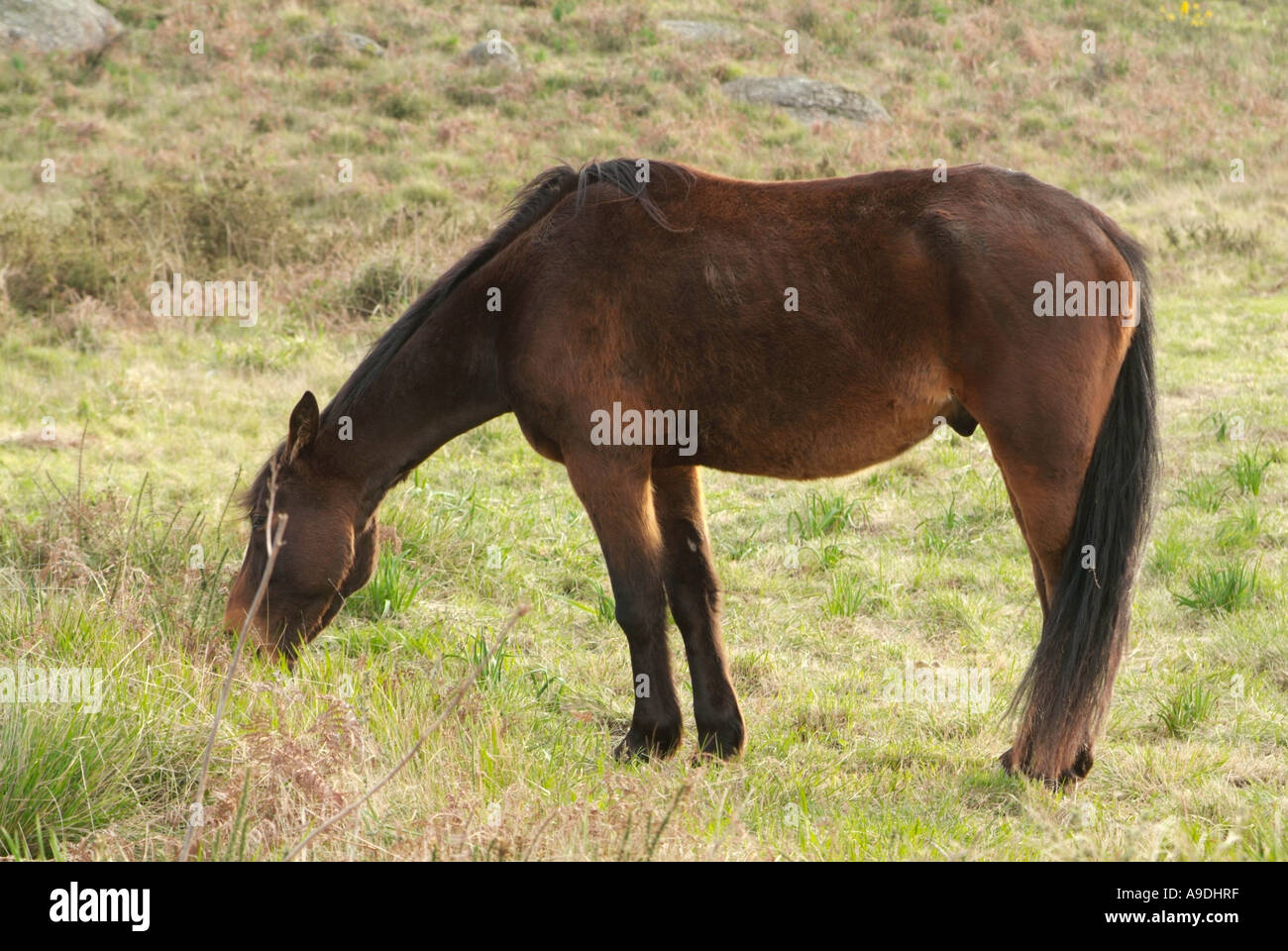 Garrano horse hi-res stock photography and images - Alamy