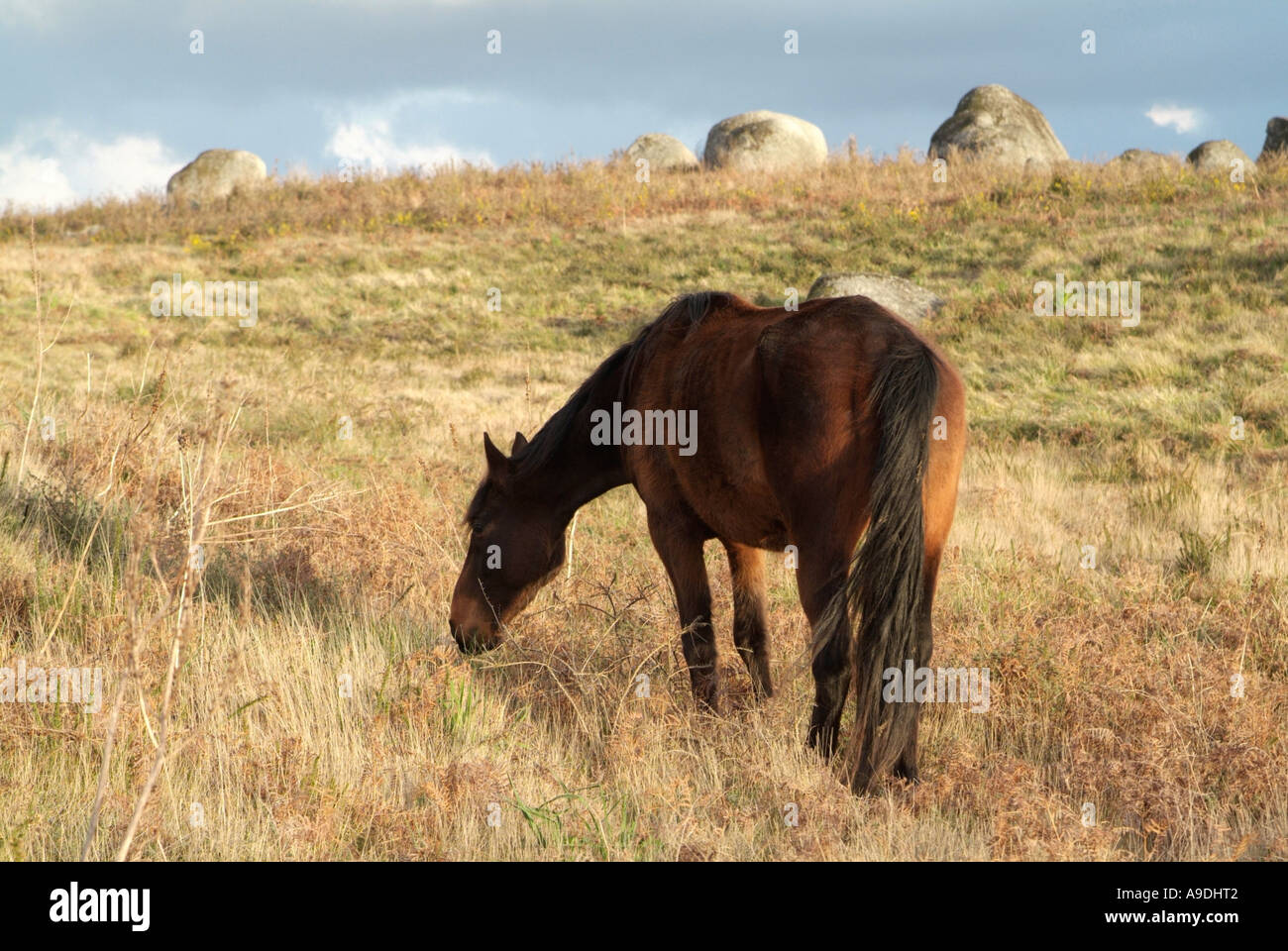 Garrano Horse High Resolution Stock Photography and Images - Alamy