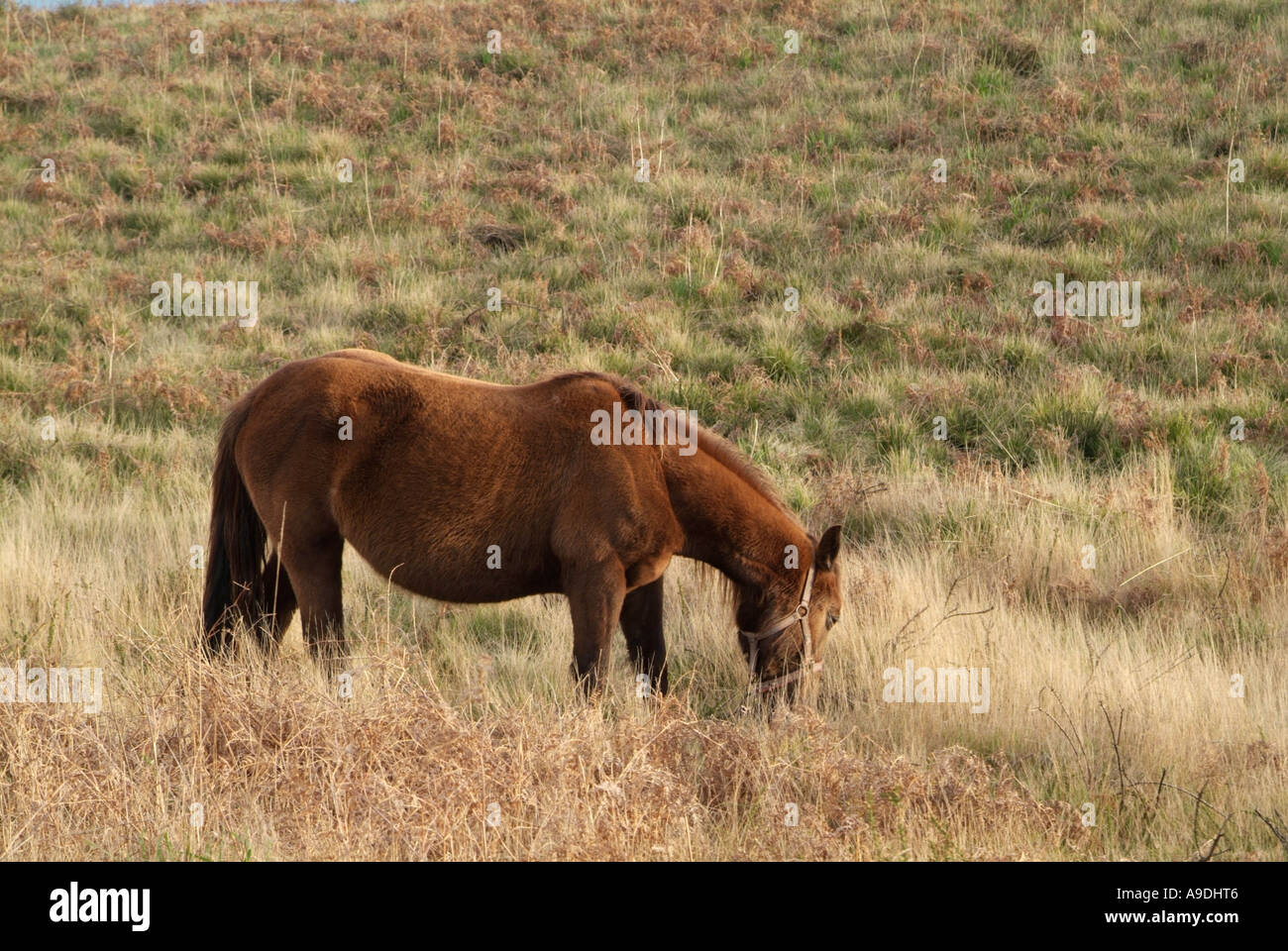 Garrano horse hi-res stock photography and images - Alamy