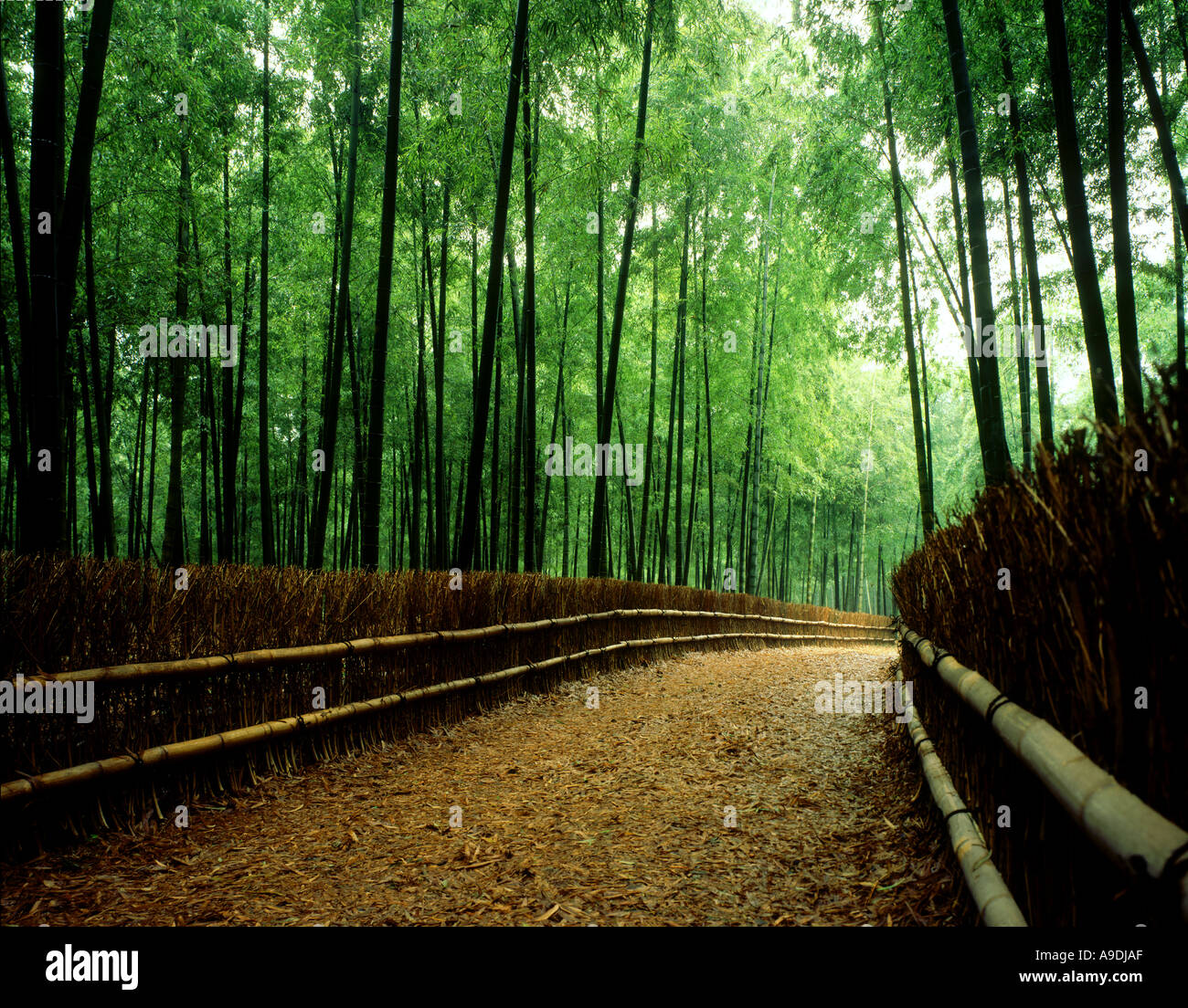 Bamboo lane Kyoto Japan Stock Photo - Alamy